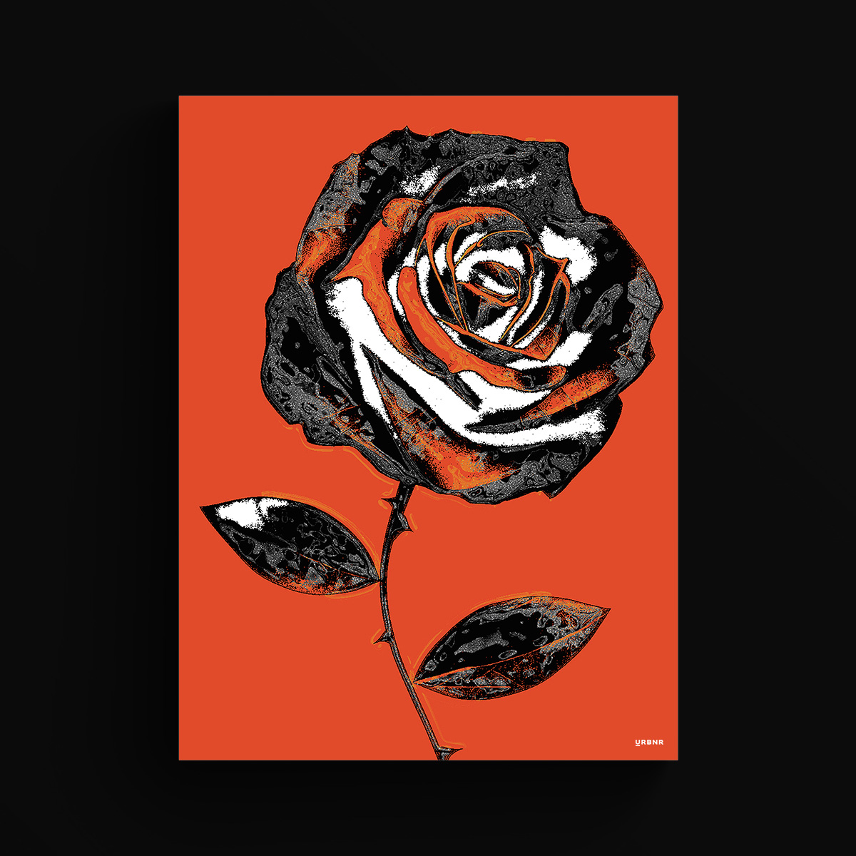 Kane Rose - URBANER Studio